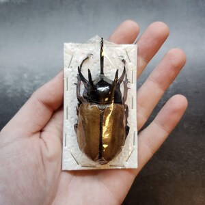Large 5 Horned Rhinoceros Beetle Eupatorus Gracilicornis Stag Scarab ...