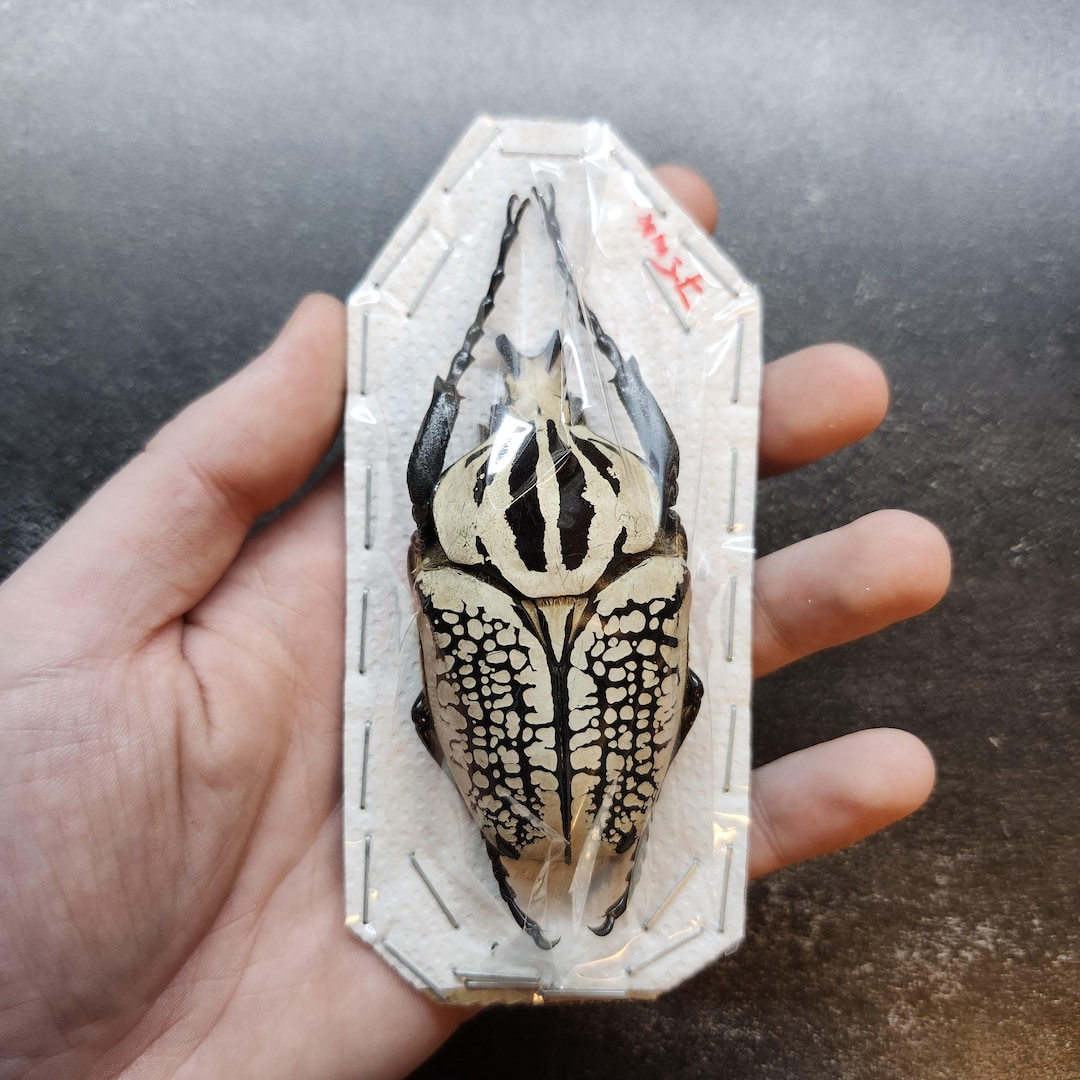 Real Goliath Beetle Dried Insect Specimen Huge 75mm Goliathus ...