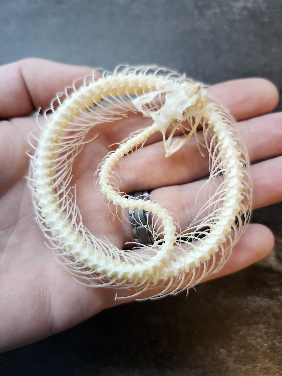 White Lipped Tree Viper Coiled Articulated Skeleton Skull Real ...