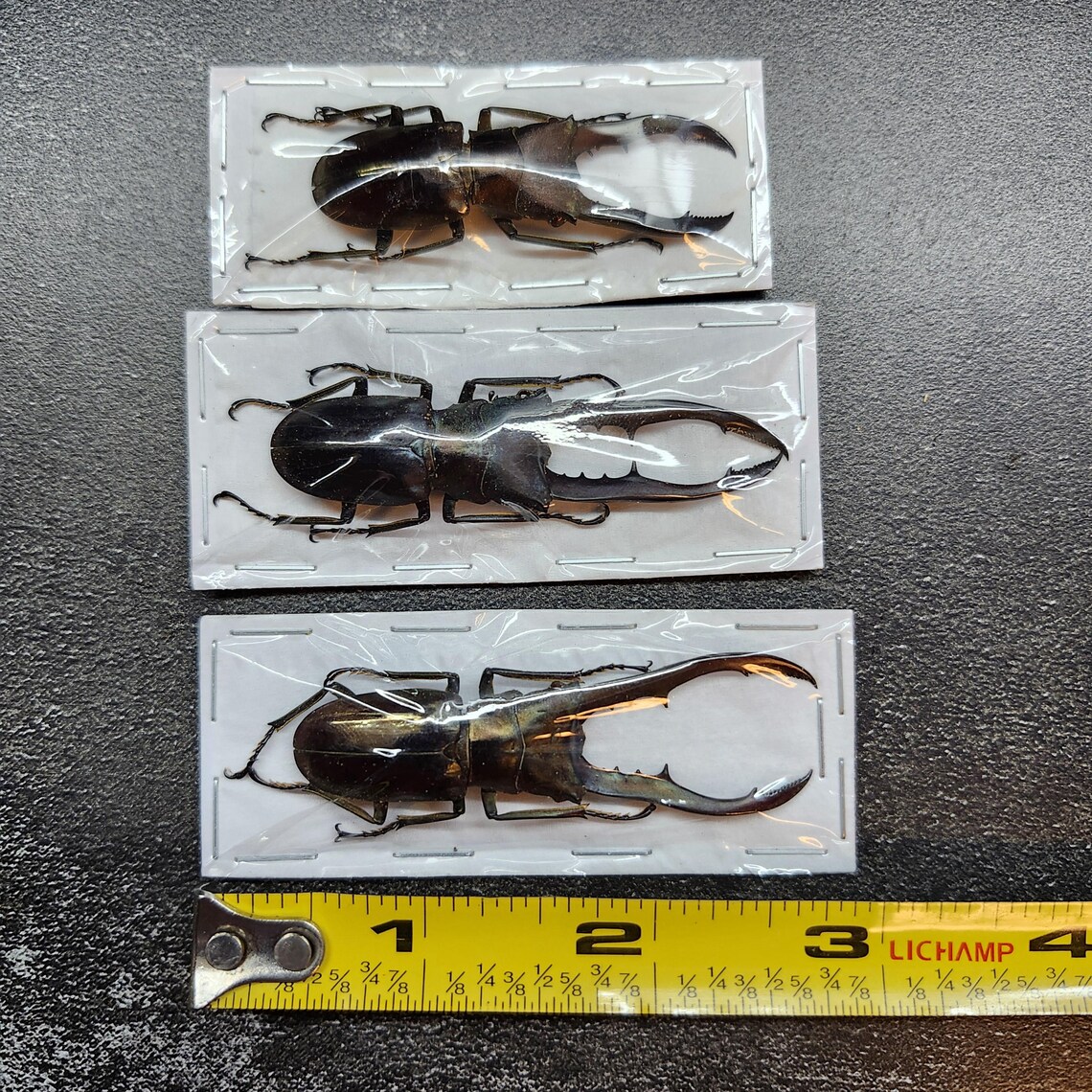 50-60mm Bronze Stag Pincer Beetle Real Insect Bug Taxidermy Craft-ready ...