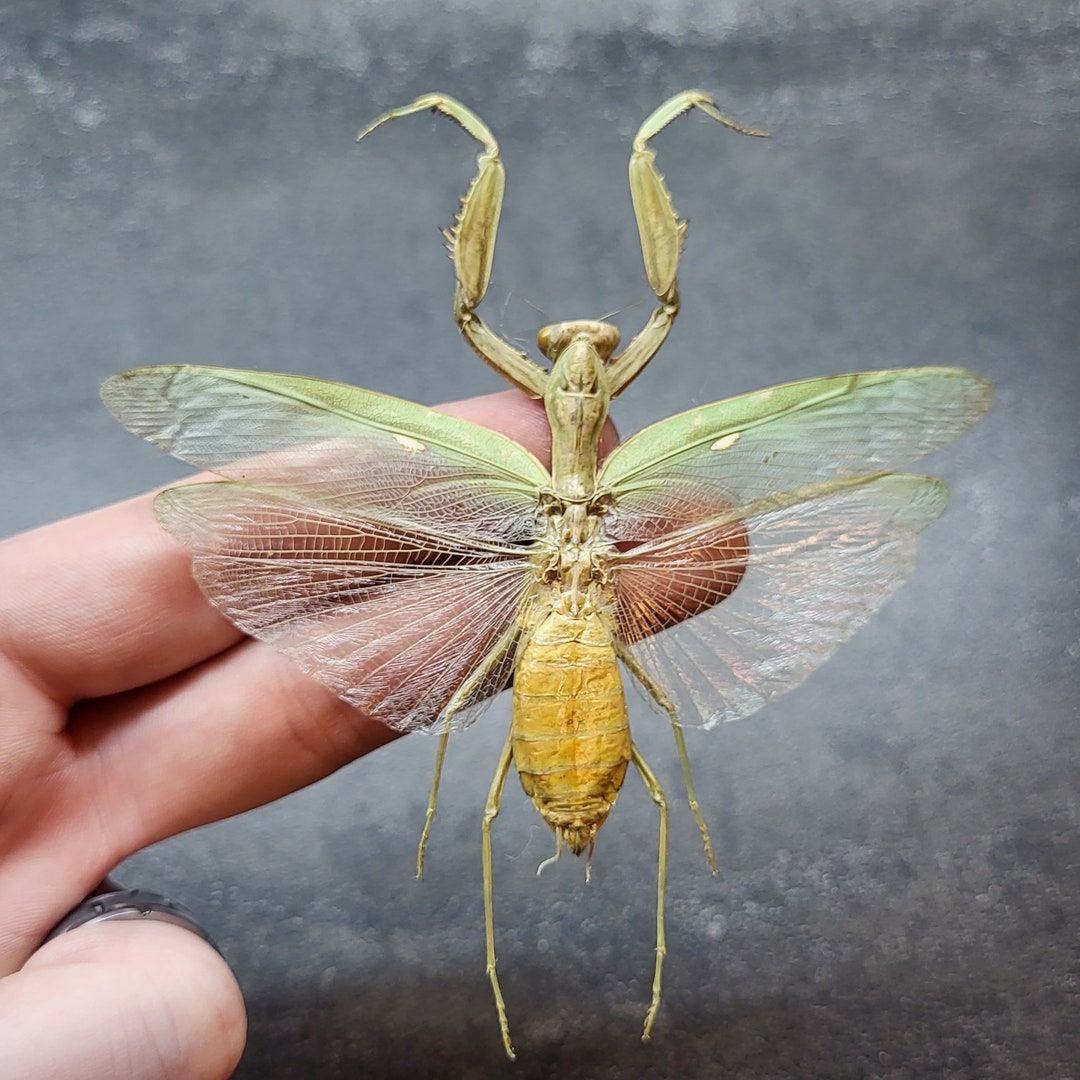Real Large Indonesian Green Mantis (hierodula Patelligera) Insect Bug ...