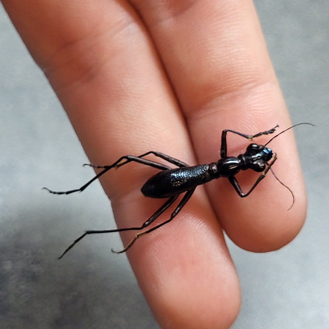 Unusual Tricondyla Ant Beetle Real Insect Bug Taxidermy Craft-ready ...