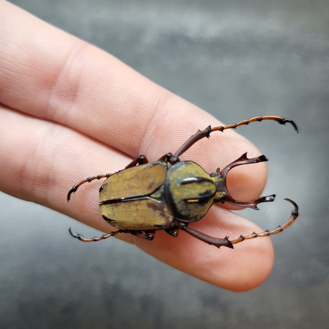 Rare: Wallichii Antler Scarab Horned Beetle Real Insect Bug Taxidermy ...