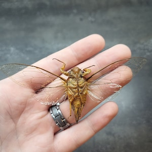 Large Indonesian Purana Cicada Spread Beautiful Orange Real Insect Bug ...