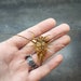 Large Indonesian Purana Cicada Spread Beautiful Orange Real Insect Bug ...