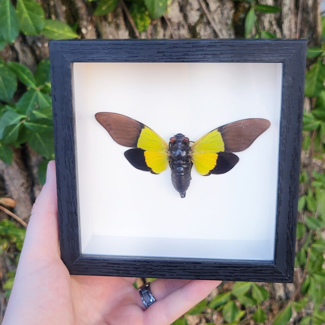 Yellow Tropical Cicada Shadowbox Display Frame Decor Spread Beautiful ...