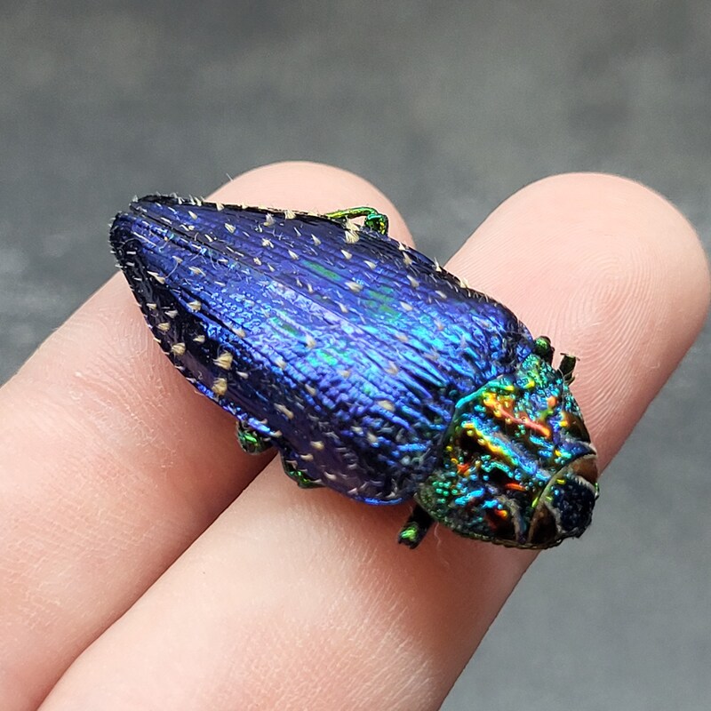 AbugsLifeCreations - Etsy