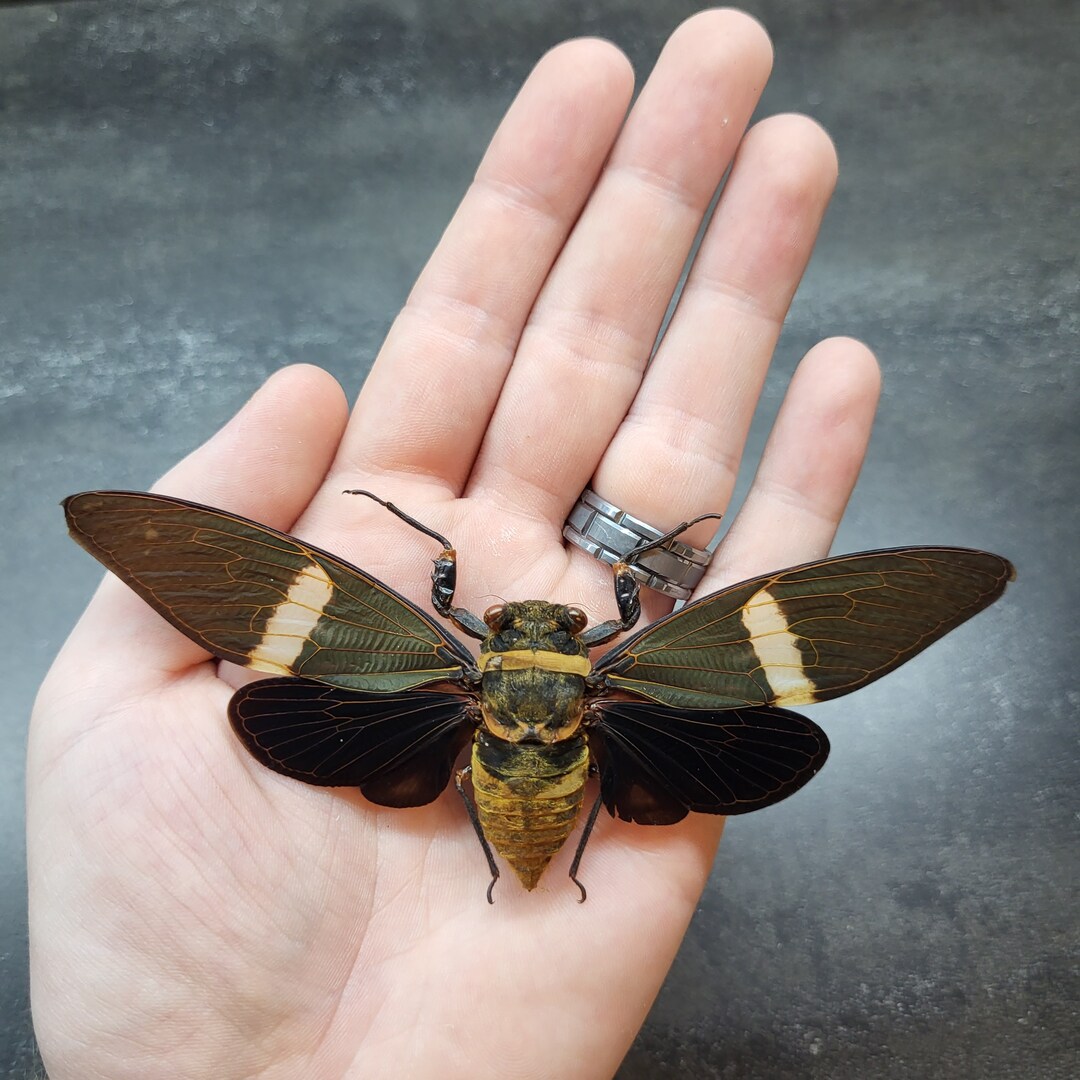 Large Malaysian Forest Cicada Spread Papered Beautiful Real Insect ...