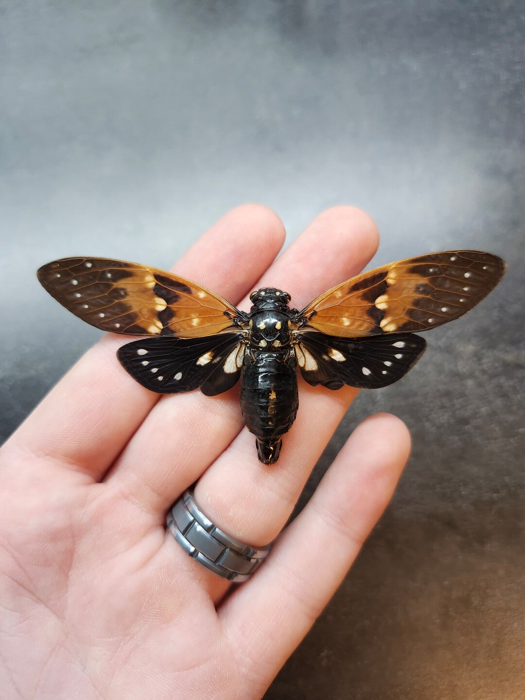 Beautiful Ambra Spotted Cicada Real Insect Bug Taxidermy Craft-ready ...