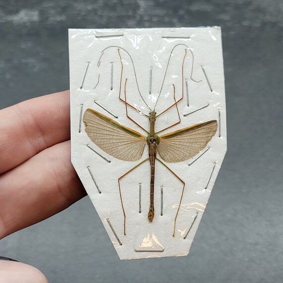 Walking Stick Insect Crafts