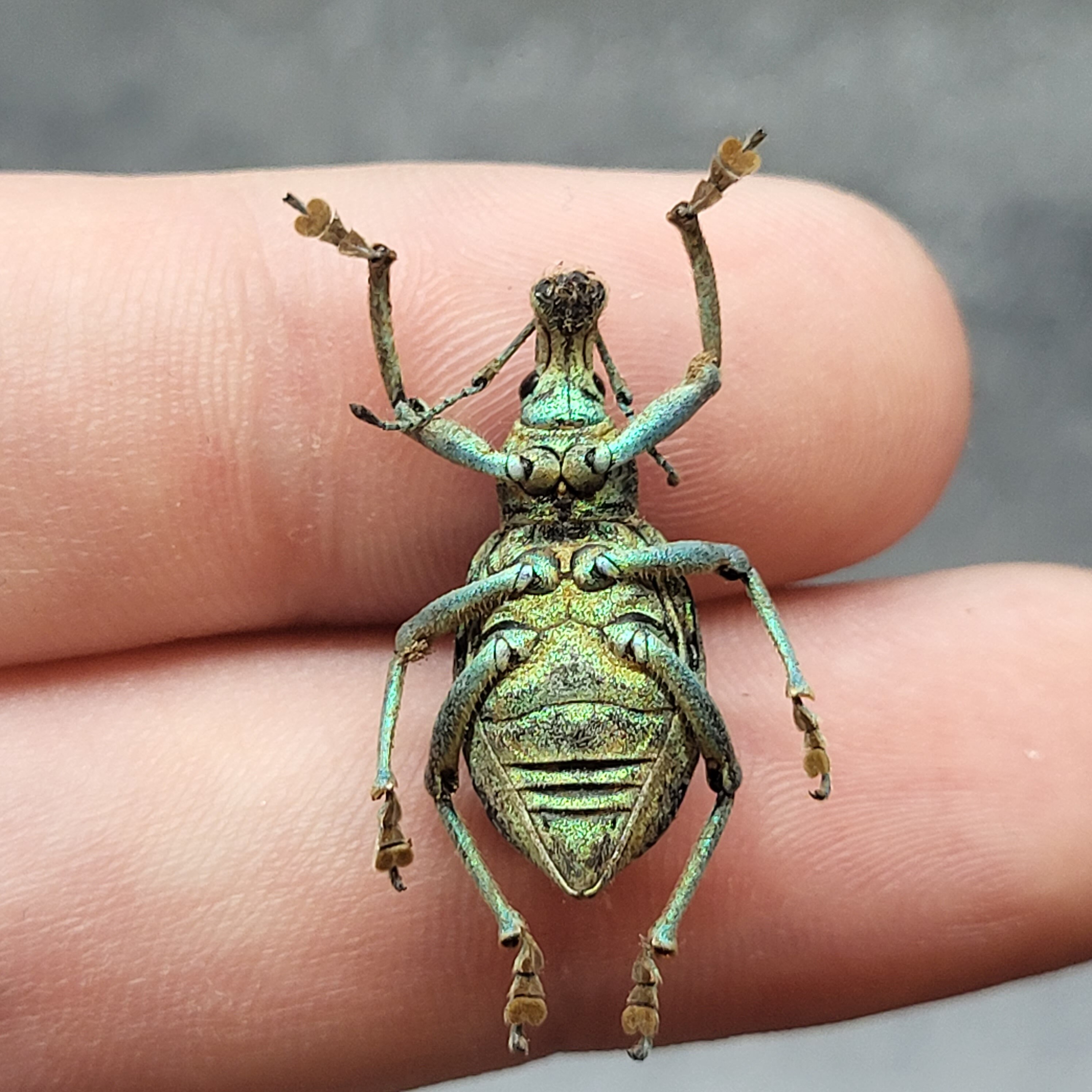 RARE: Celebia Snout Beetle Bizarre Real Insect Bug Taxidermy Craft ...
