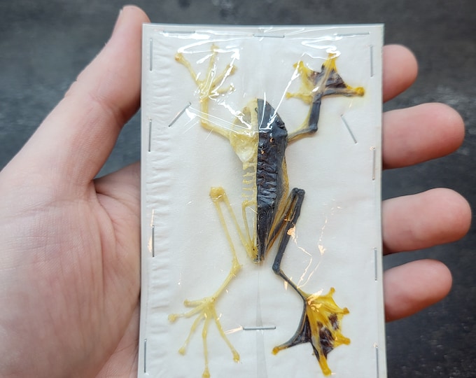 Real Flying Tree Frog Half Skeleton (male) Specimen Rhacophorus ...