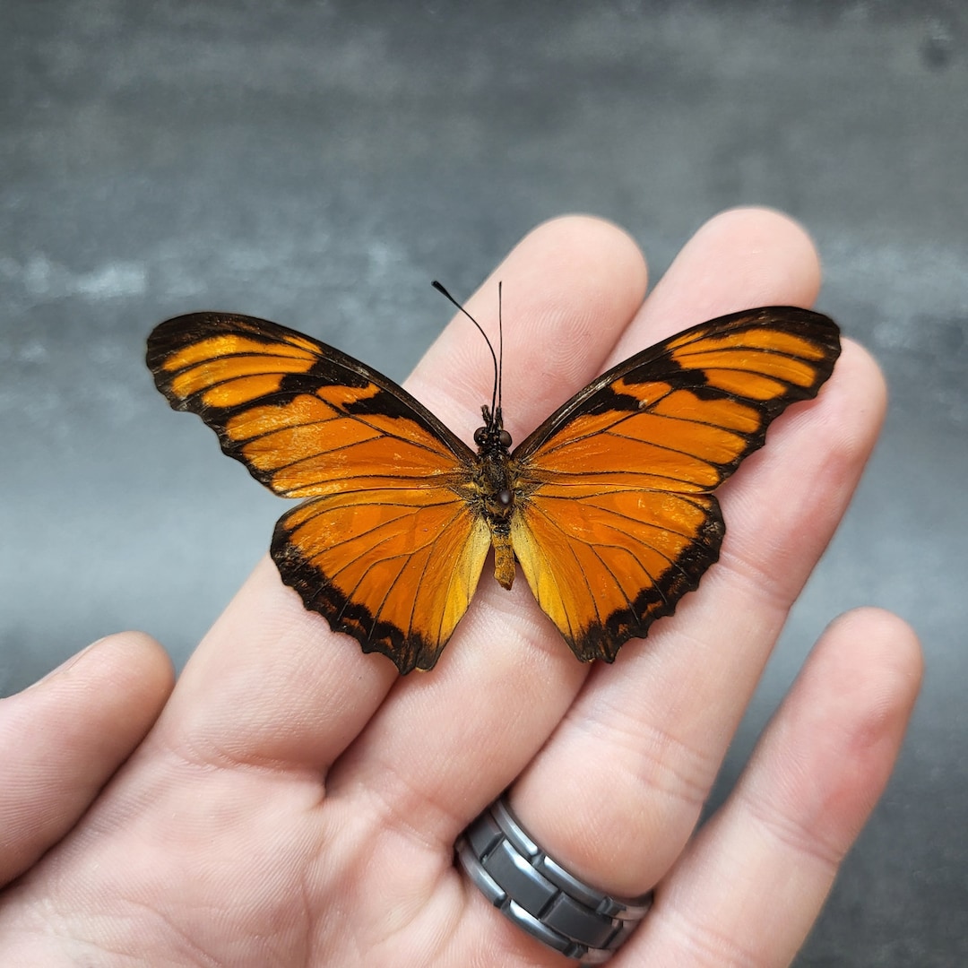 Juno Columbian Longwing Butterfly *UNSPREAD* Real Insect Bug Dione Juno Taxidermy Craft-ready ...