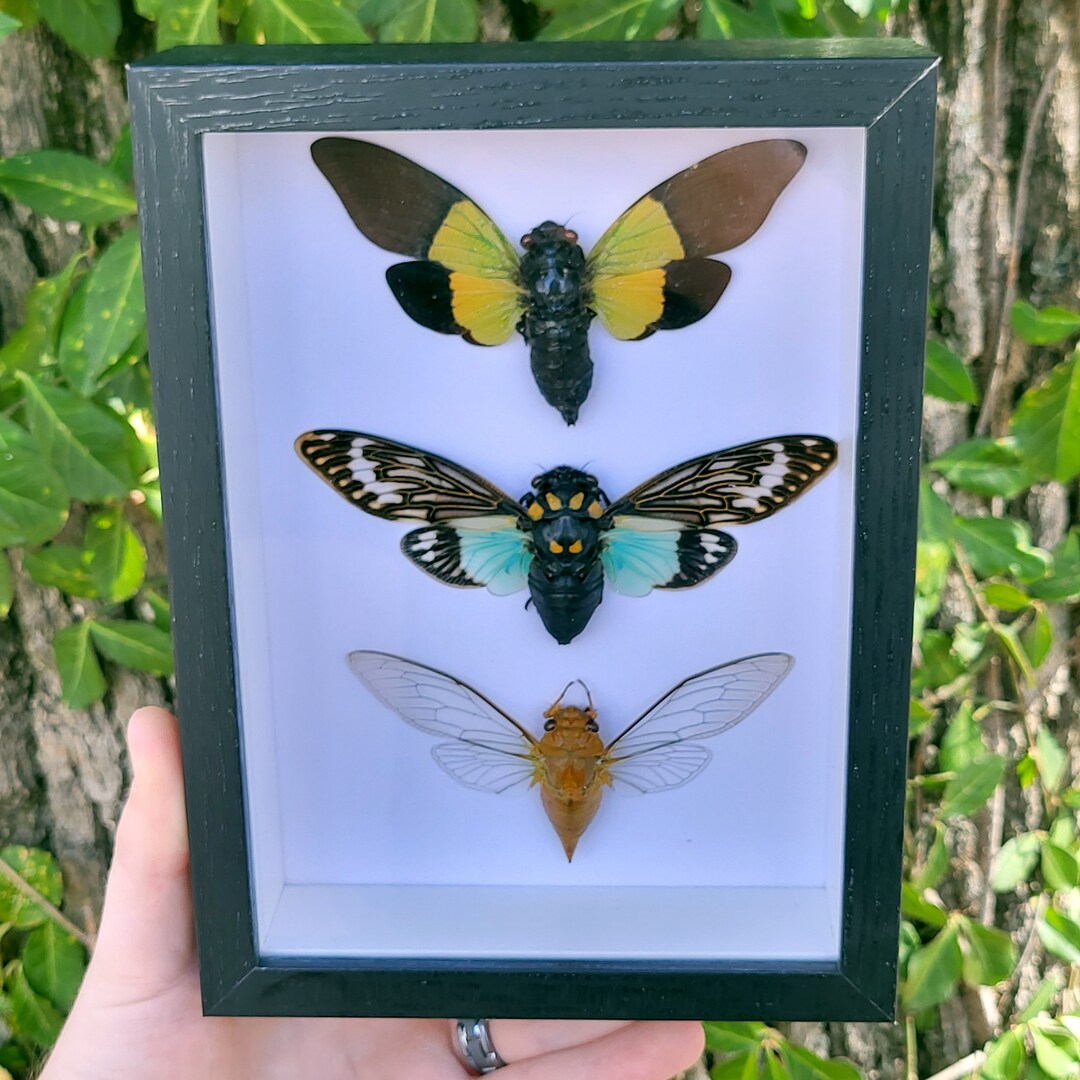 Cicada Trio Collection Framed Shadowbox Display: Blue Cicada ...