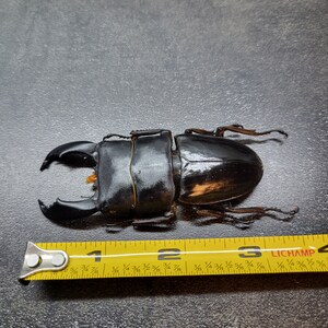 Huge 80mm Titan Black Stag Beetle Big Real Spread Insect Bug Taxidermy ...