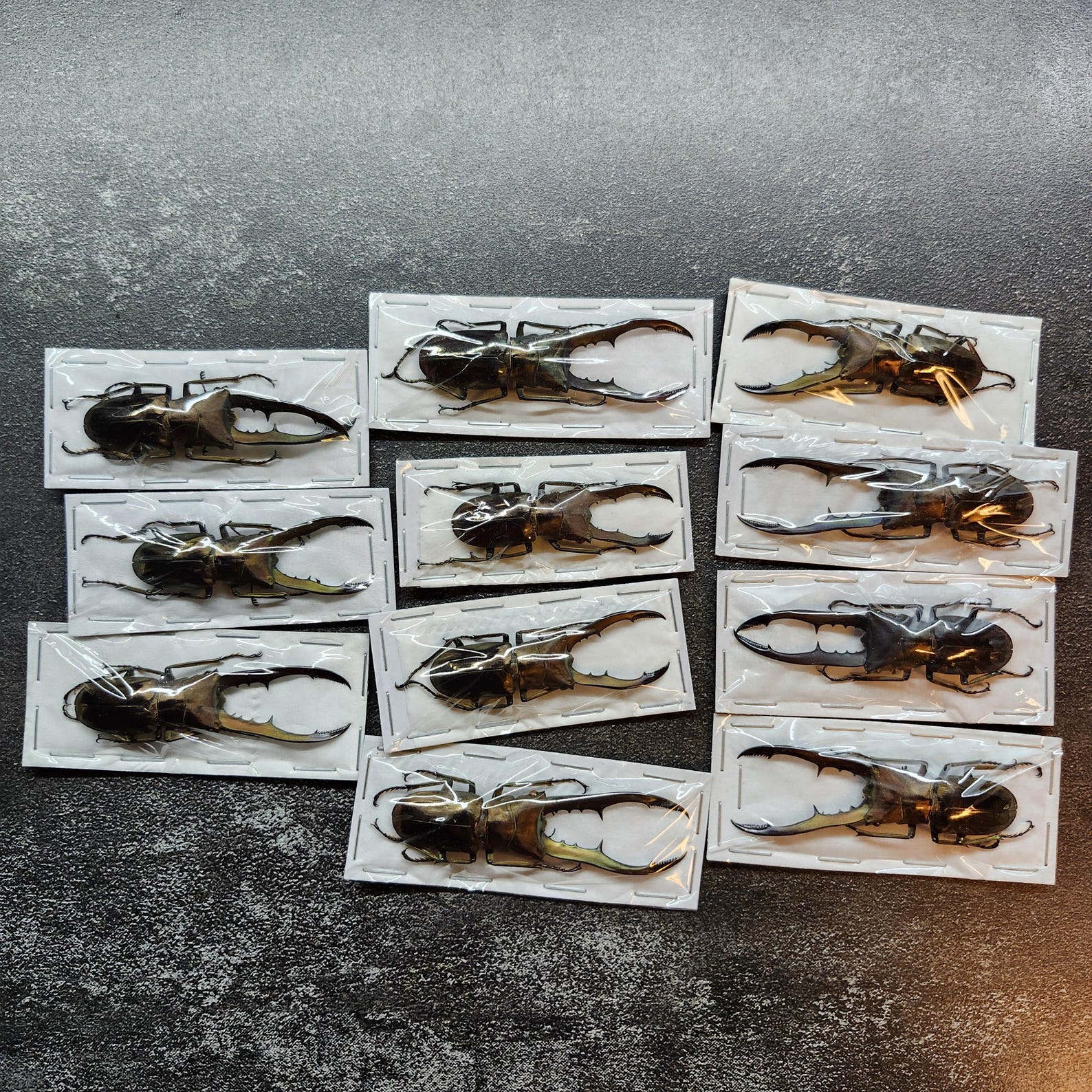 50-60mm Bronze Stag Pincer Beetle Real Insect Bug Taxidermy Craft-ready ...