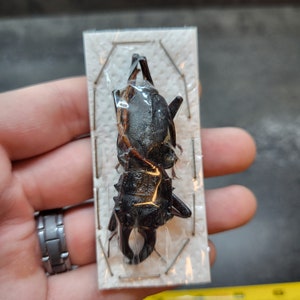 RARE: Peruvian Longhorn Pincer Beetle (UNSPREAD) Big Real Insect Bug ...