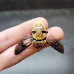 Skull Face Shield Beetle SPREAD Mask Real Insect Bug Taxidermy Craft ...