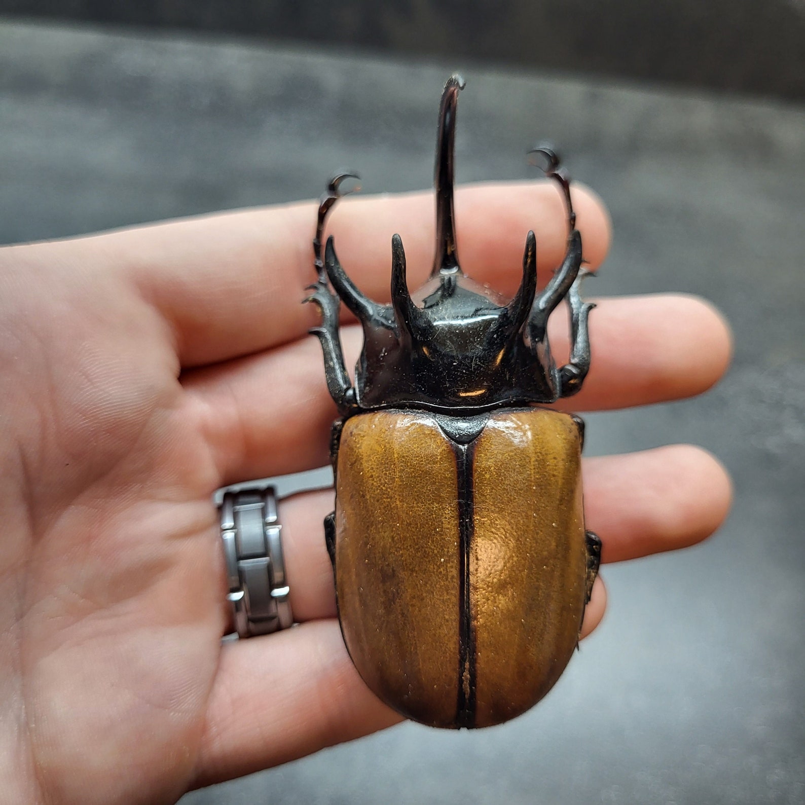Large 5 Horned Rhinoceros Beetle Eupatorus Gracilicornis Stag Scarab ...