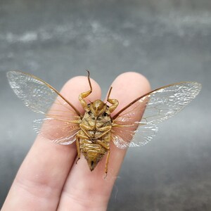 Medium Indonesian Purana Cicada Spread Beautiful Real Orange Insect Bug ...