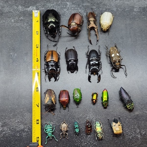 SPECIAL: "the Beetle Collection" (20) Real Beetles Insect Bug Taxidermy ...