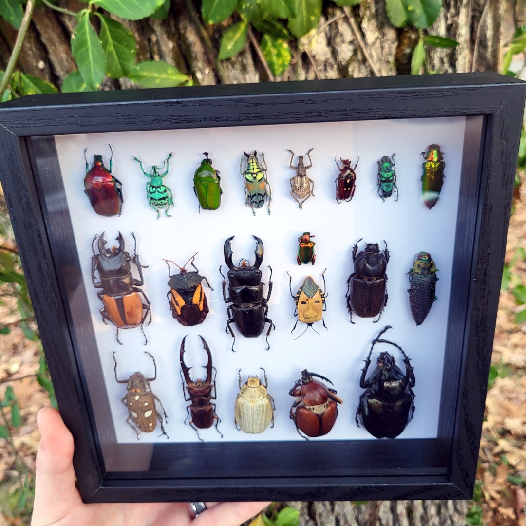 SPECIAL: the Beetle Collection 20 Real Beetles Framed Shadowbox Insect ...