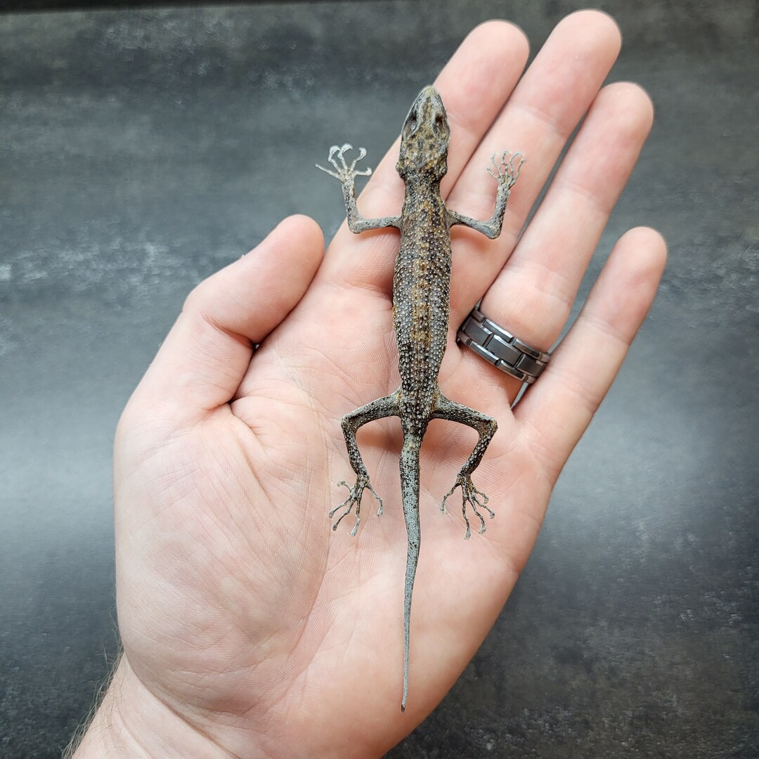 Real Preserved Bent Toed Gecko Lizard Reptile Insect Bug Taxidermy ...