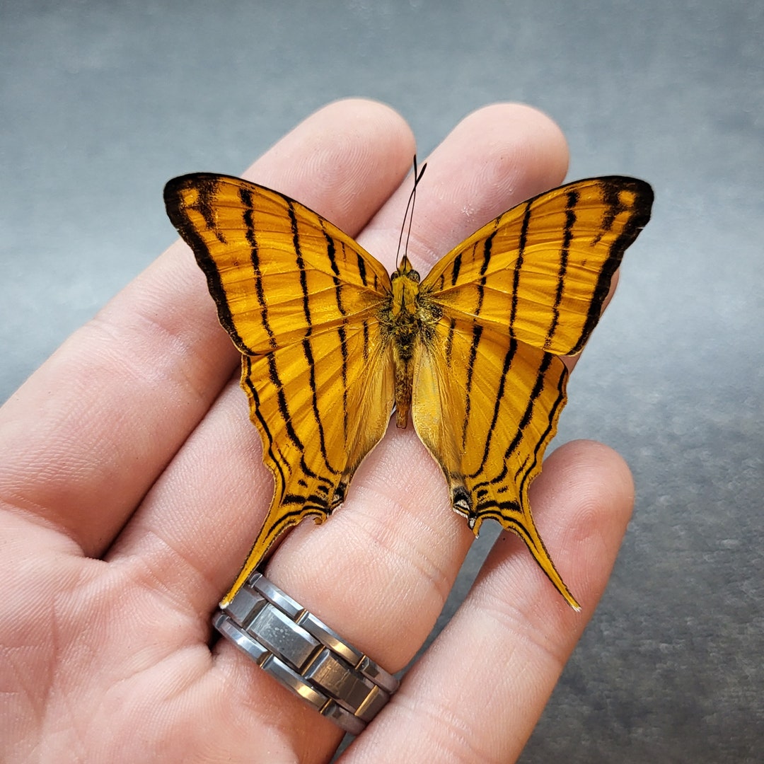 Pale Dagger-wing Striped Butterfly UNSPREAD Real Orange Black Insect ...