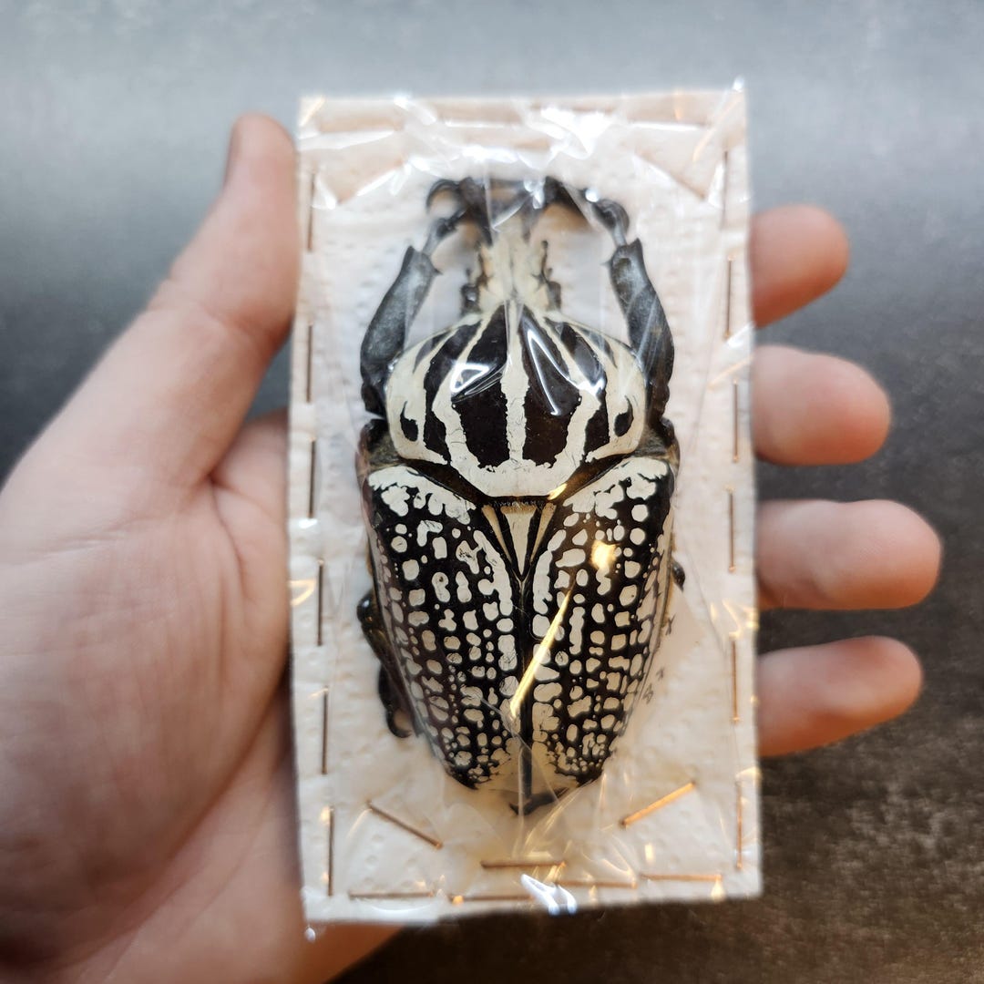 Real Goliath Beetle Dried Insect Specimen Huge 87mm Goliathus ...