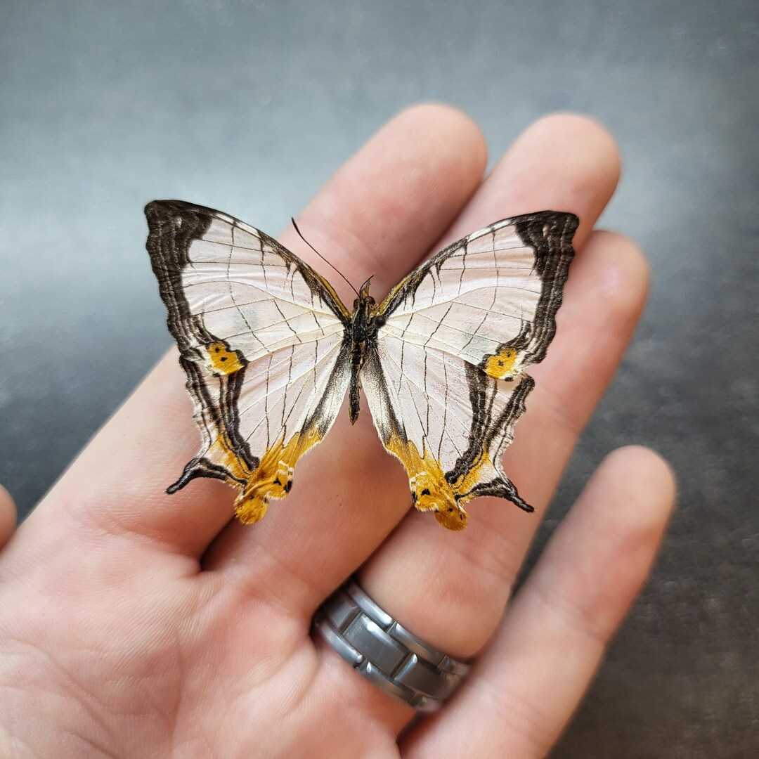 Common Map-wing Unusual Butterfly *UNSPREAD* Real Orange White Insect ...