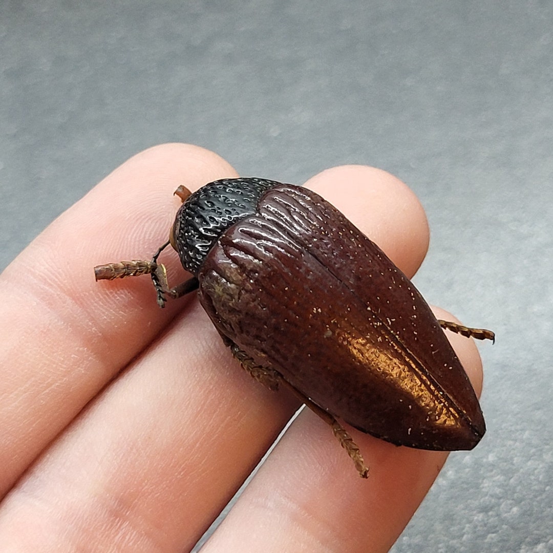 Large Tanzania Brown Jewel Beetle Real Insect Bug Taxidermy Craft-ready ...
