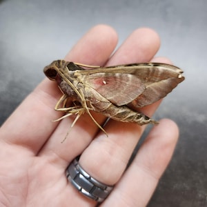 Sphinx Hawk Moth (1) Dried Insect Specimen A/A- Closed Wings Unmounted ...