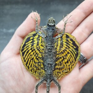 Large Flying Draco Volan Lizard Spread Yellow Winged Big Real Reptile ...