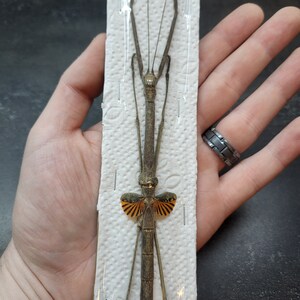 RARE: 1 Sumatra Small Winged Walking Stick MALE Large Big Real Insect ...