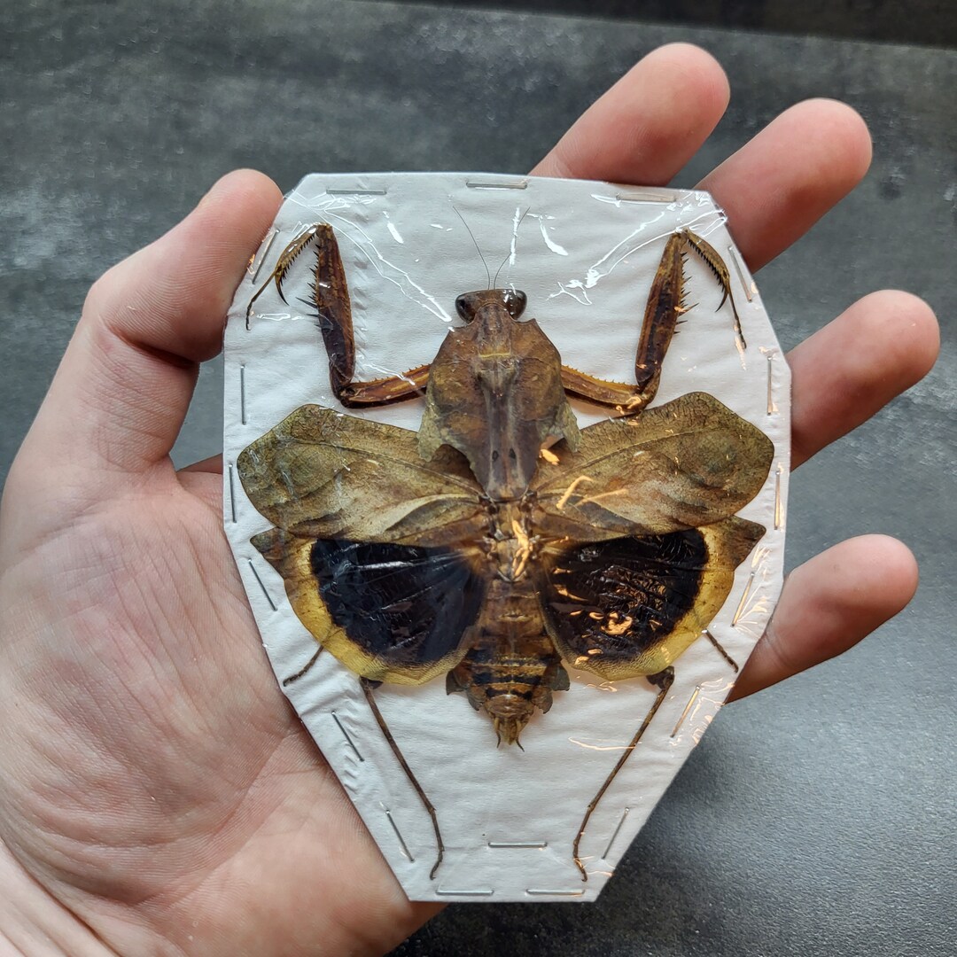 Large Dead Leaf Mimic Praying Mantis Big Real Insect Bug Taxidermy ...