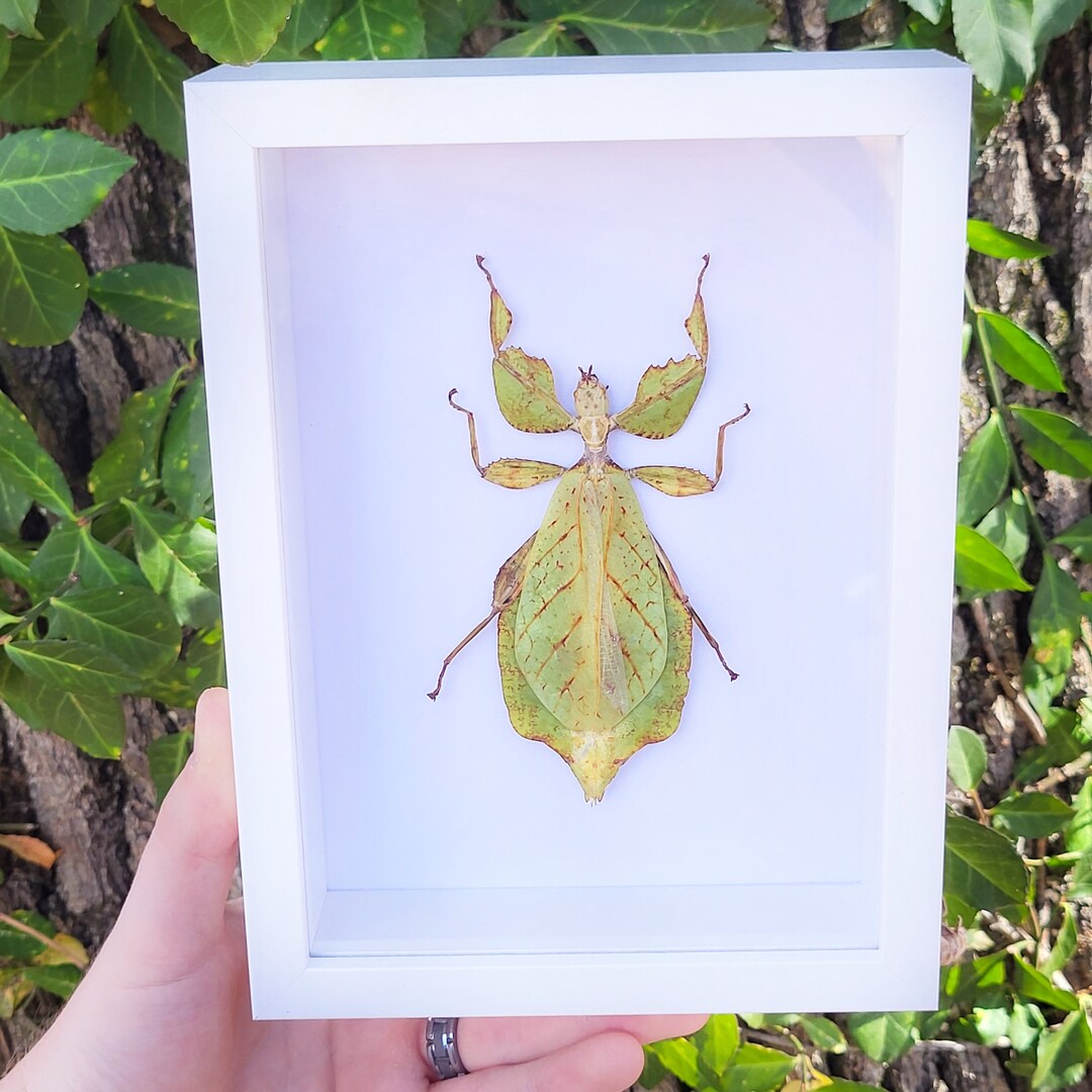 Green Leaf Mimic Bug Framed Shadowbox Display Big Real Insect Taxidermy ...