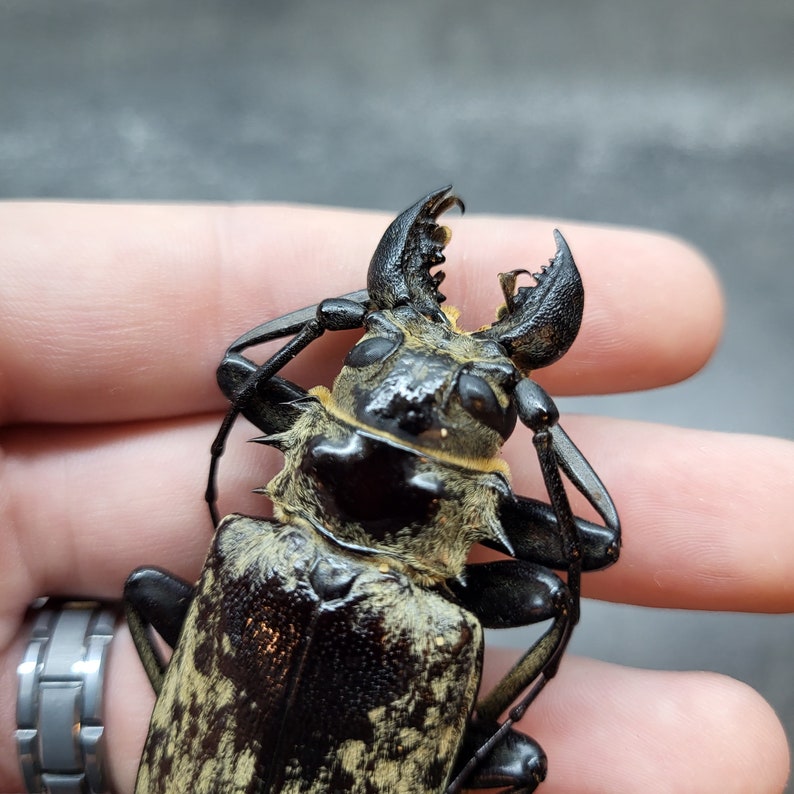 RARE: Giant African Longhorn Beetle Big Real Huge Insect Bug - Etsy