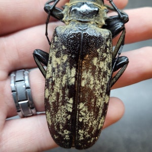 RARE: Giant African Longhorn Beetle Big Real Huge Insect Bug Taxidermy ...
