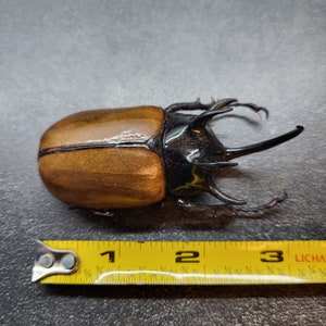 Large 5 Horned Rhinoceros Beetle Eupatorus Gracilicornis Stag Scarab ...