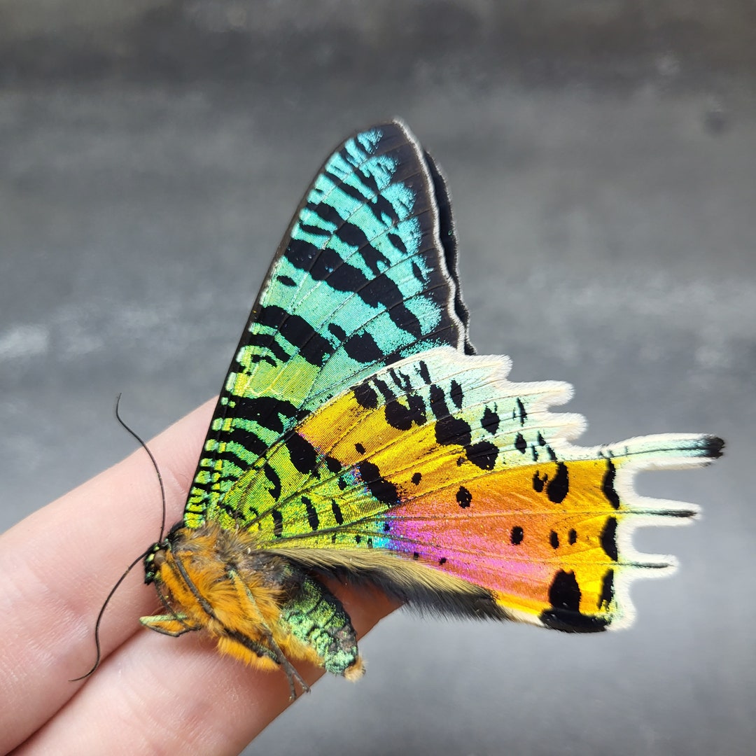 Beautiful Real Madagascar Sunset Moth Unspread Insect Bug Taxidermy ...