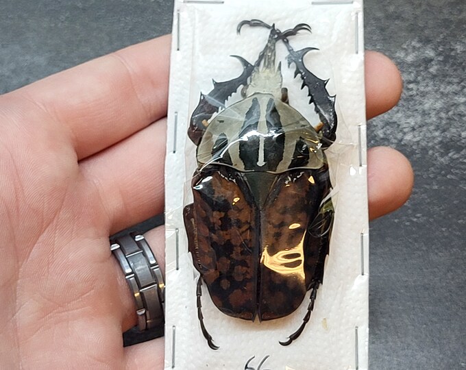 RARE Huge 66mm Giant African Scarab Flower Scarab Beetle Mecynorhina ...