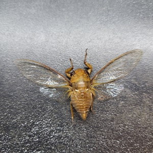 Medium Indonesian Purana Cicada Spread Beautiful Real Orange Insect Bug ...