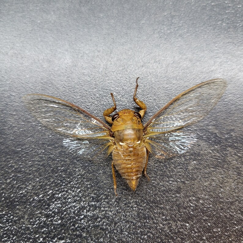 Medium Indonesian Purana Cicada Spread Beautiful Real Orange Insect Bug ...