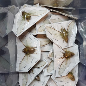 Medium Indonesian Purana Cicada Spread Beautiful Real Orange Insect Bug ...