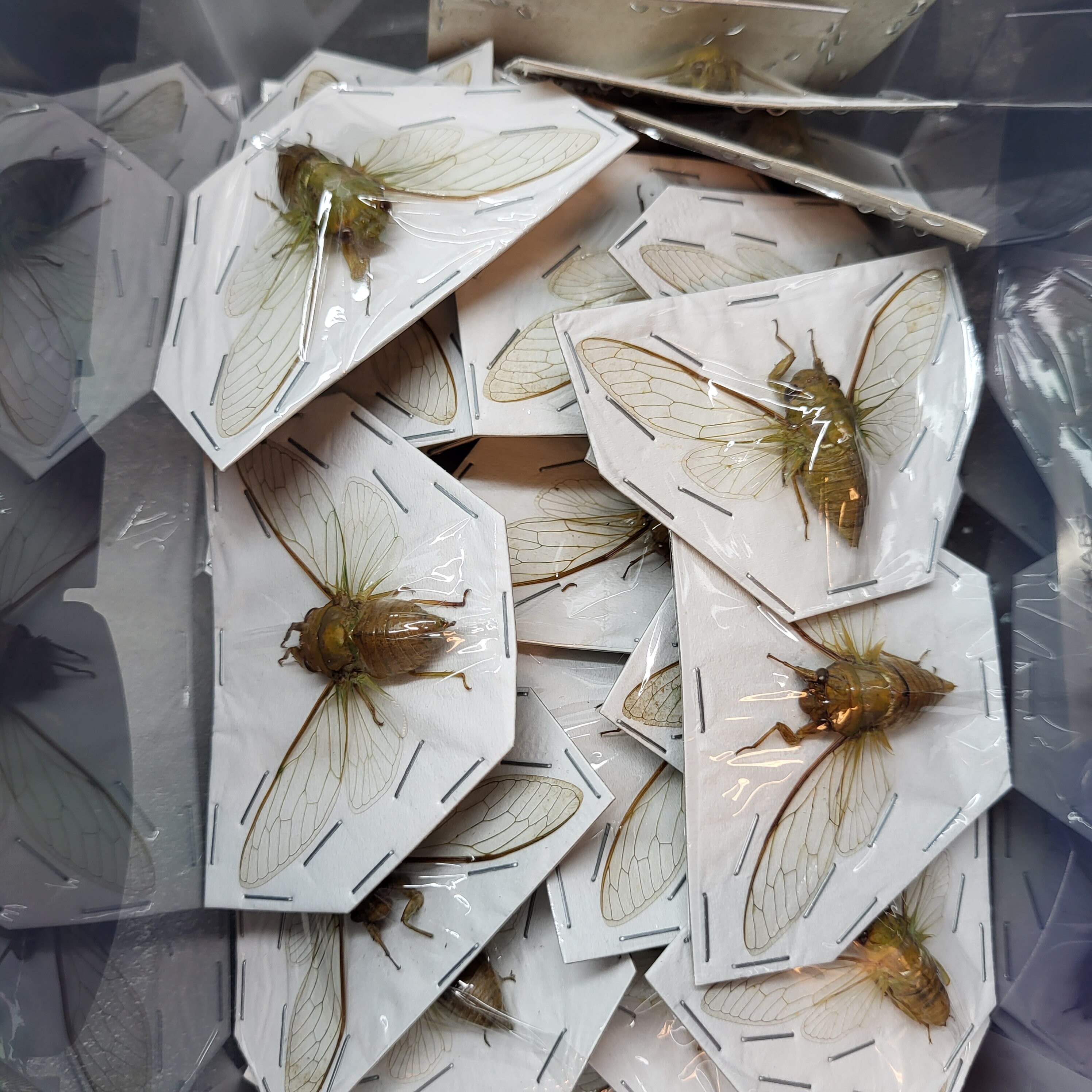 Medium Indonesian Purana Cicada Spread Beautiful Real Orange Insect Bug ...