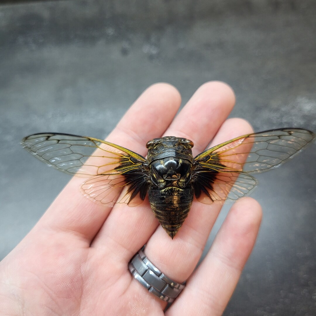 Black Thailand Cicada SPREAD Cryptotympana Nitidula Beautiful Real ...
