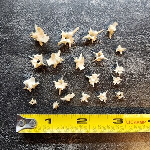 Real Snake Vertebrae Mixed Size Lot of (20) Pcs Natural Bone Beads for ...