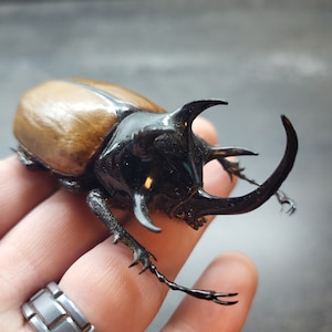 Large 5 Horned Rhinoceros Beetle Eupatorus Gracilicornis Stag Scarab ...