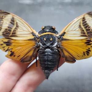 Large Orange Cicada Spread Beautiful Real Insect Bug Taxidermy Craft ...