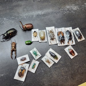 SPECIAL: "the Beetle Collection" (20) Real Beetles Insect Bug Taxidermy ...
